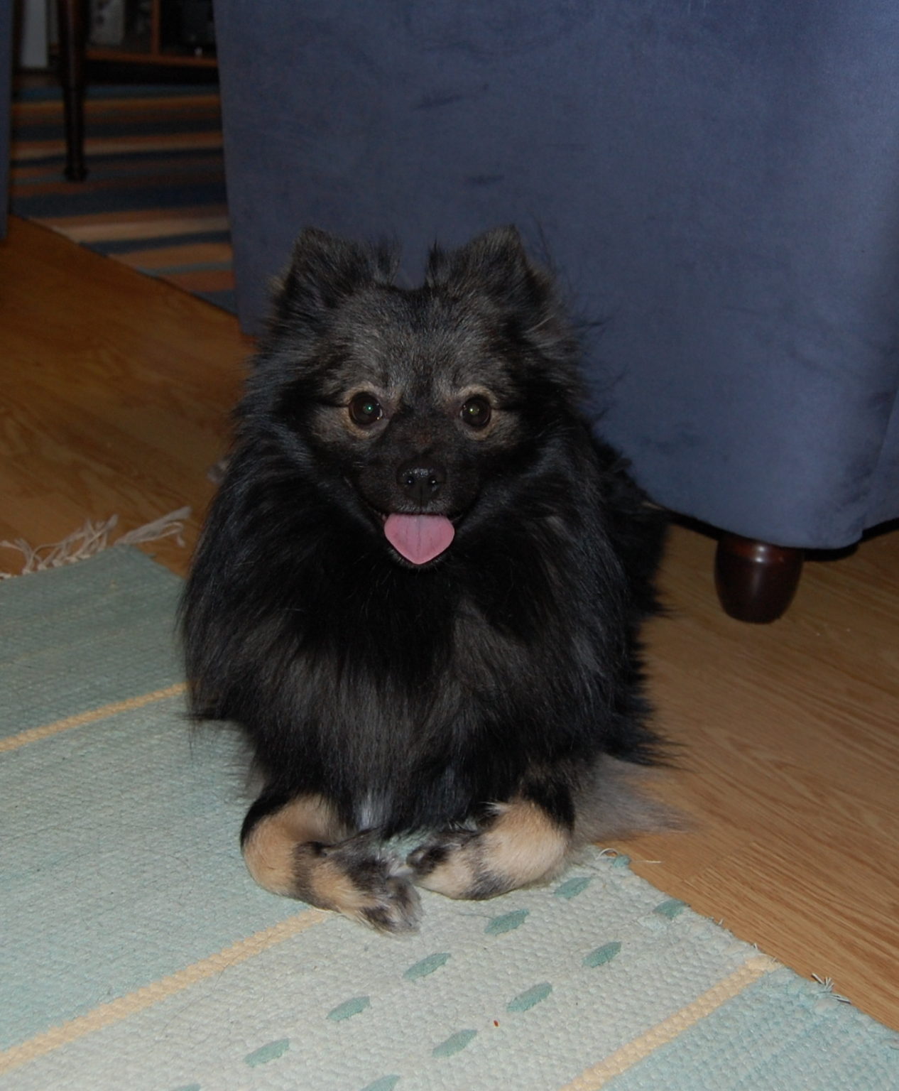 Proper Dog Nutrition Defined