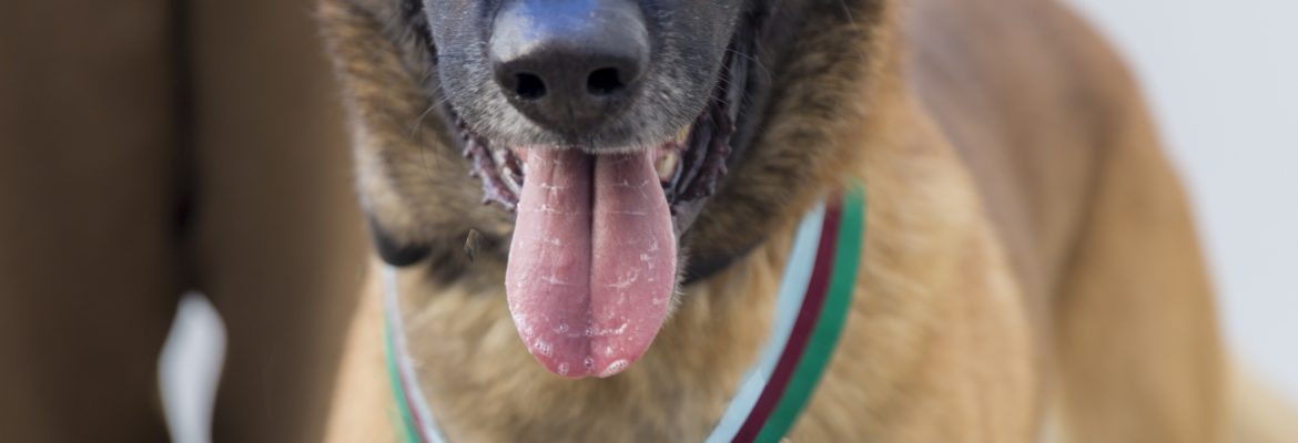 Mali The Malinois Performed Heroic Actions in War Zone - Receives ...